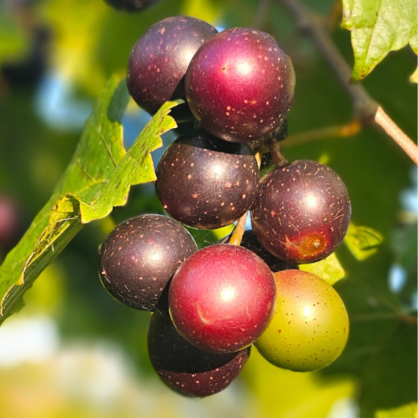 Mighty Muscadine - King of the Superfruits - Created by Le Bleu Water