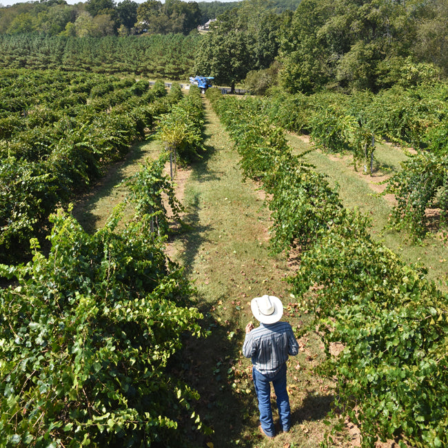 Mighty Muscadine - King of the Superfruits - Created by Le Bleu Water