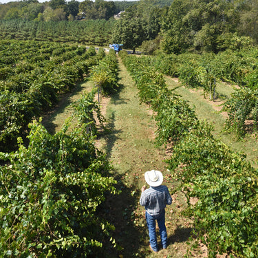 Mighty Muscadine - King of the Superfruits - Created by Le Bleu Water