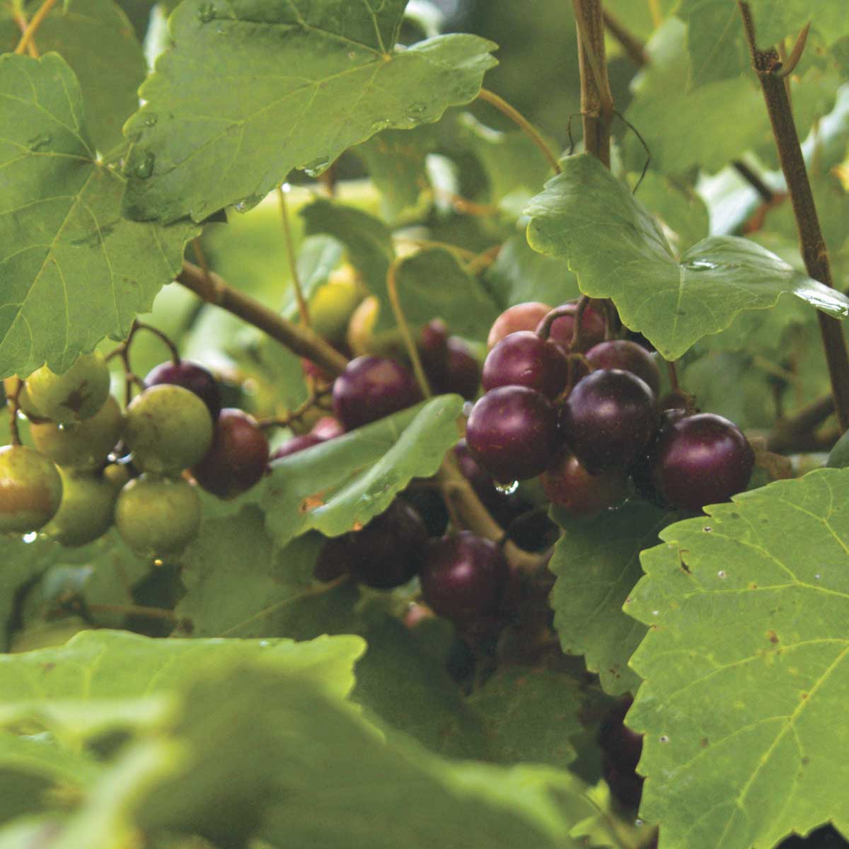 Mighty Muscadine - King of the Superfruits - Created by Le Bleu Water